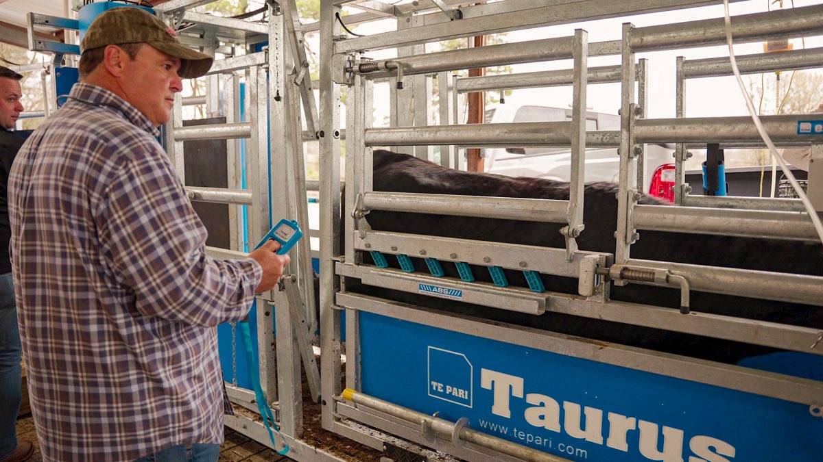 taurus cattle data