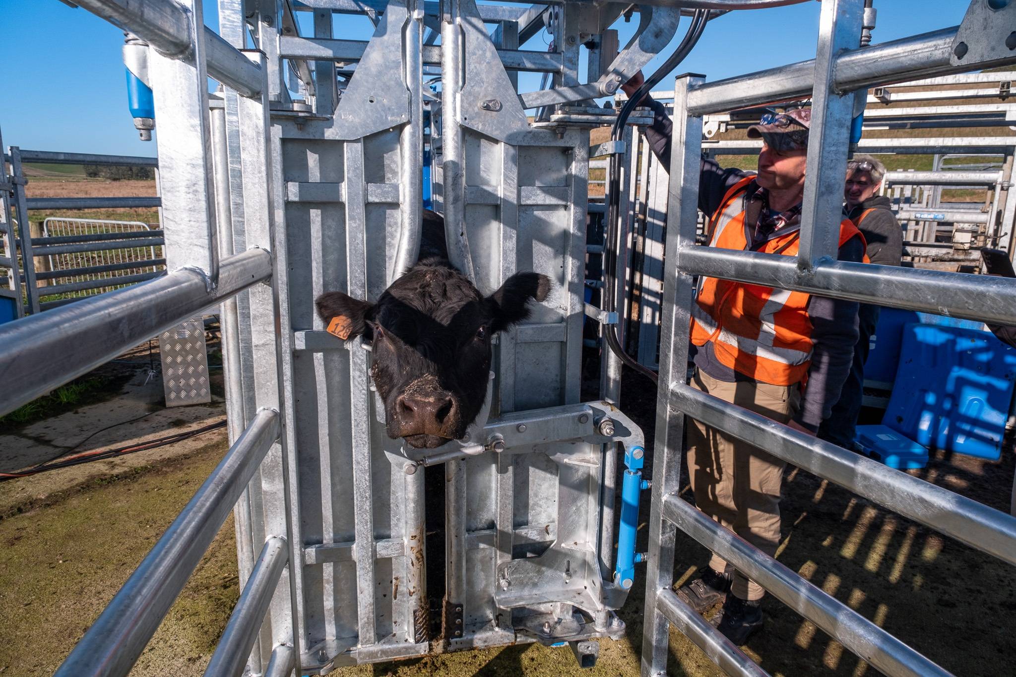 taurus cattle chute