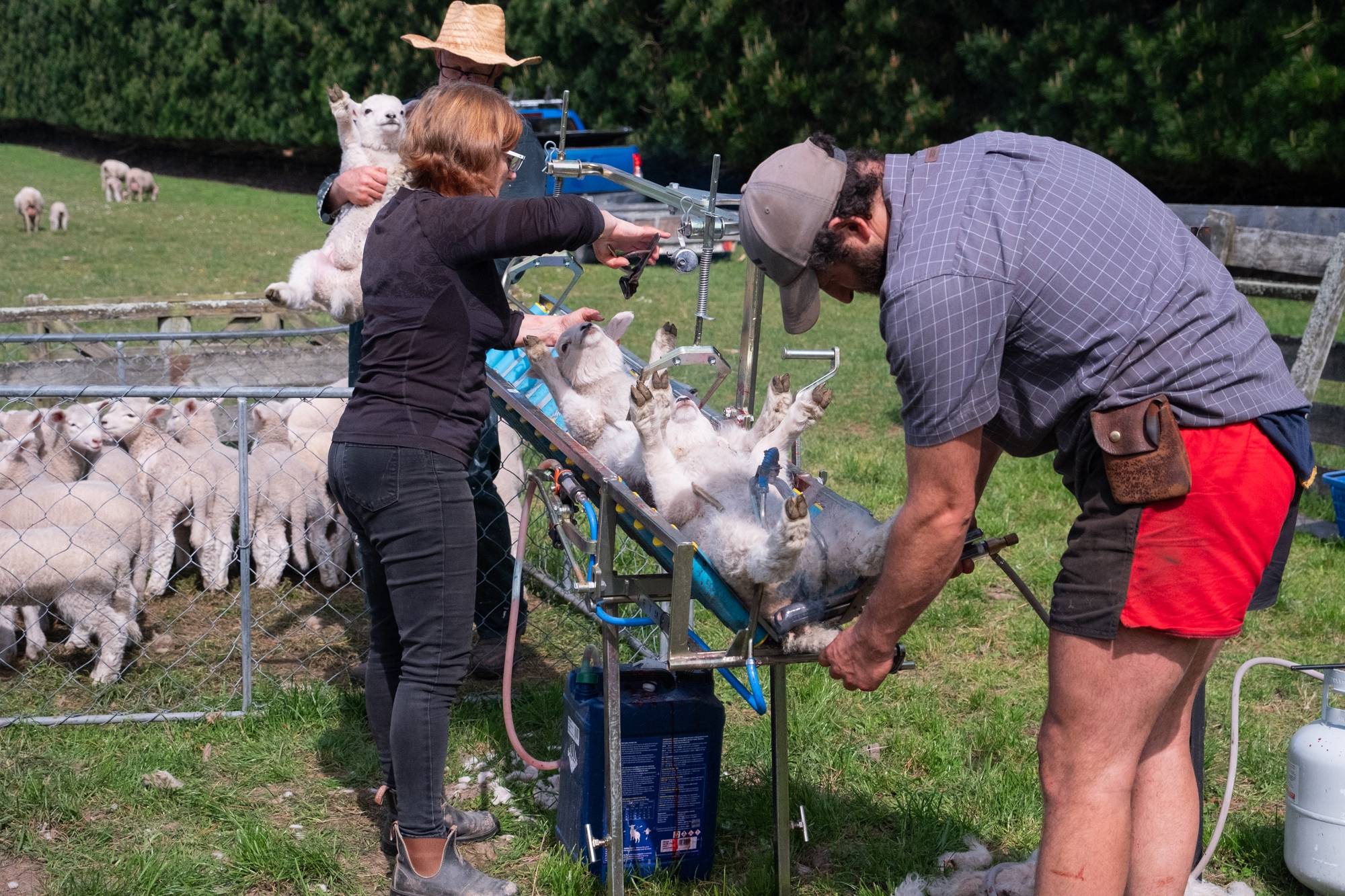 Livestock Equipment & Handling Solutions | Te Pari