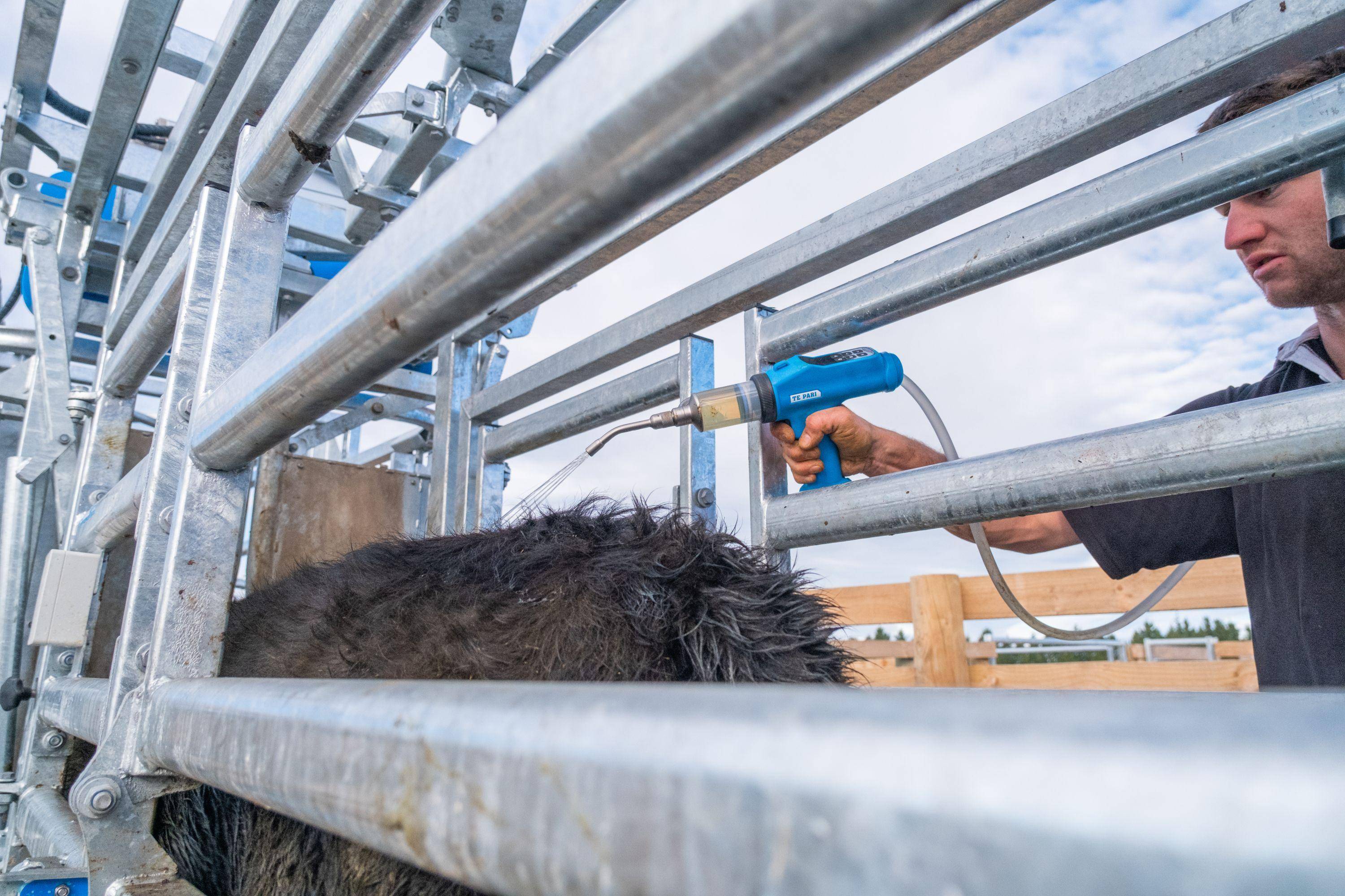 Livestock Equipment & Handling Solutions | Te Pari