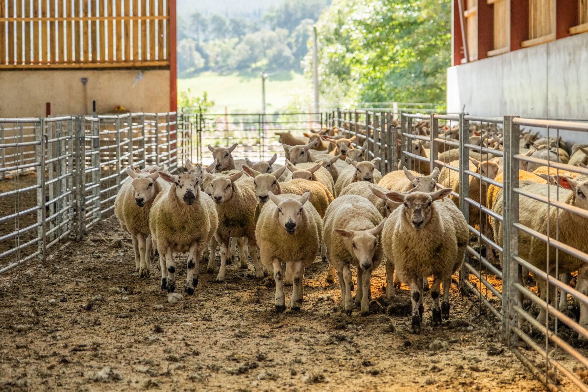 intensive sheep systems
