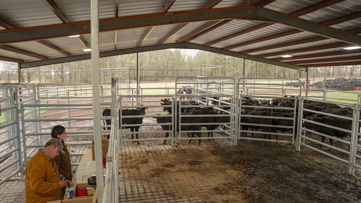 cattle sorting pens