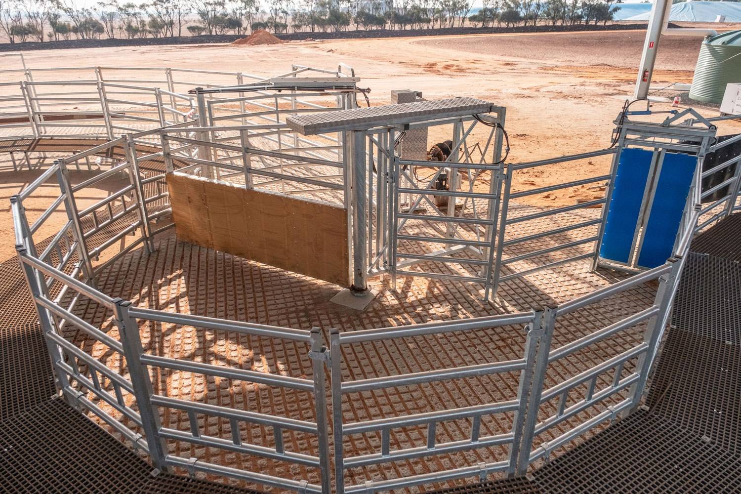 cattle forcing pens