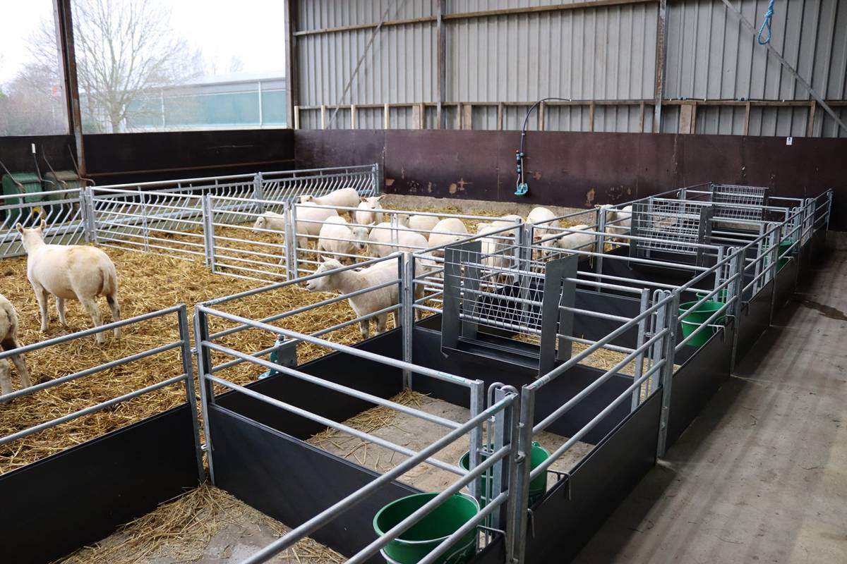 sheep pen systems