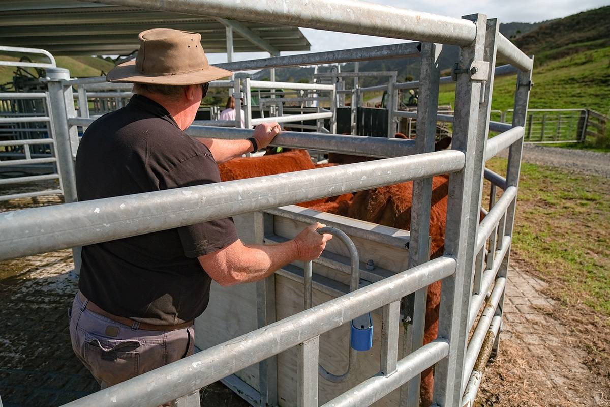 cattle forcing pens